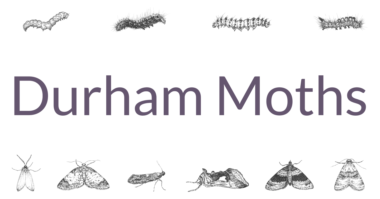 Home | Durham Moths